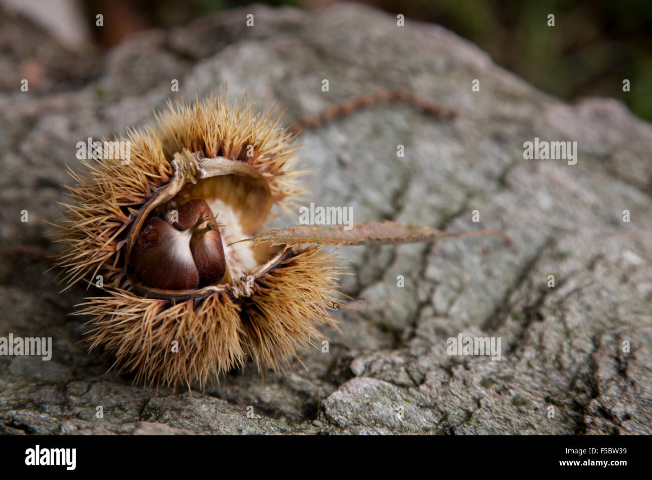 chestnut with shell Stock Photo - Alamy