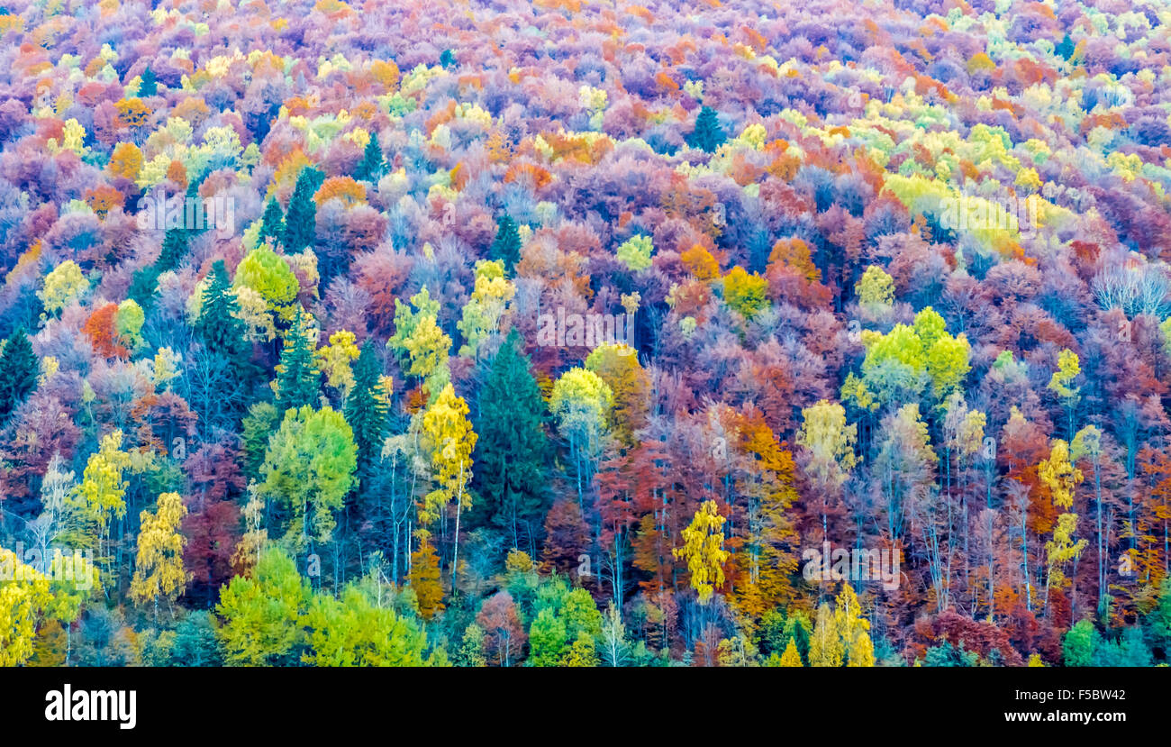 Bright colorful autumn trees in the forest. Autumn landscape in ...