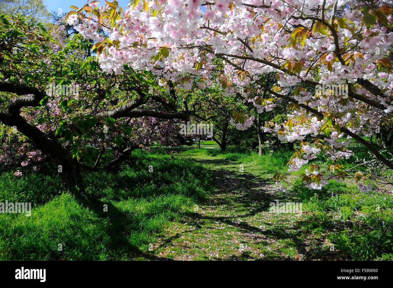 Cherry tree pink blossom garden footpath on a sunny day with blue sky ...