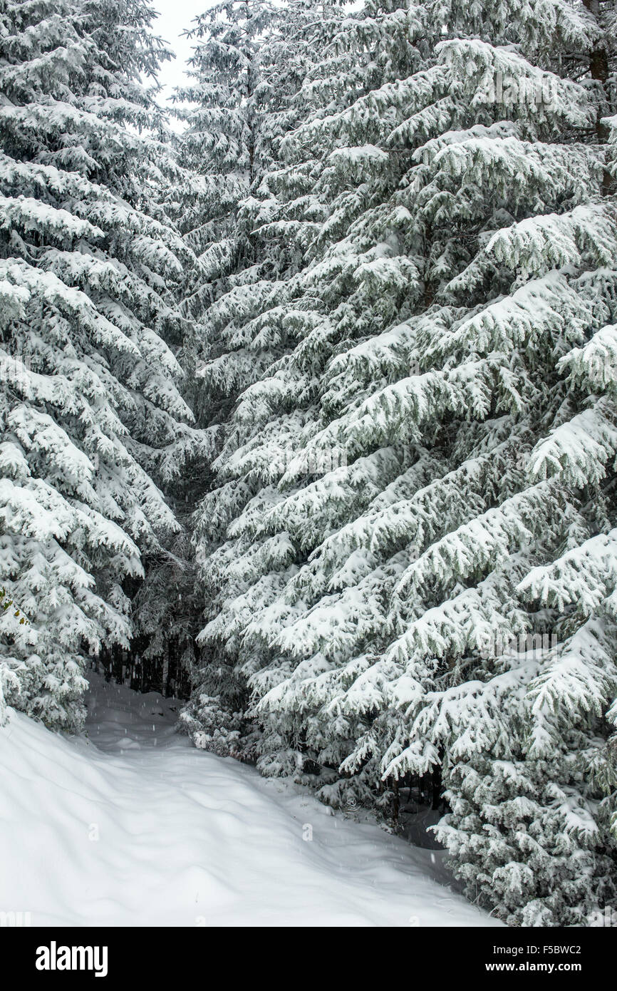 Enchanted forest entrance with snow covered trees Stock Photo - Alamy