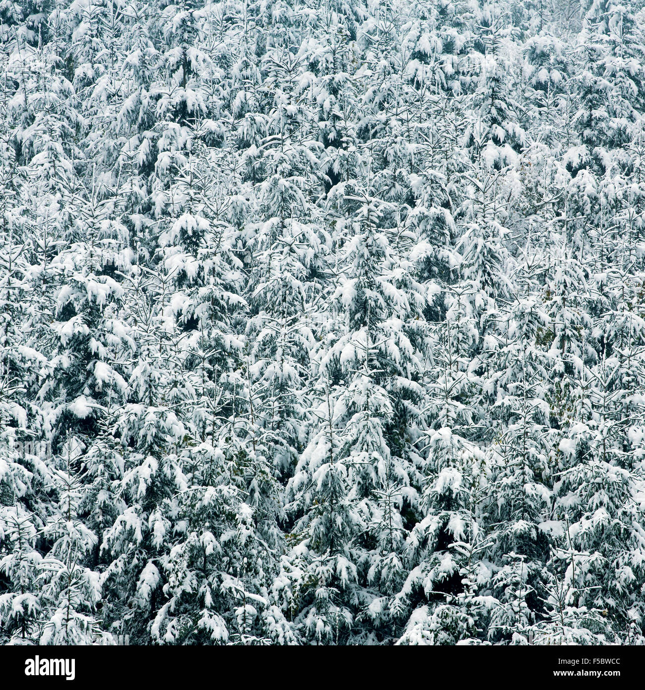Beautiful winter background with snow covered trees Stock Photo - Alamy