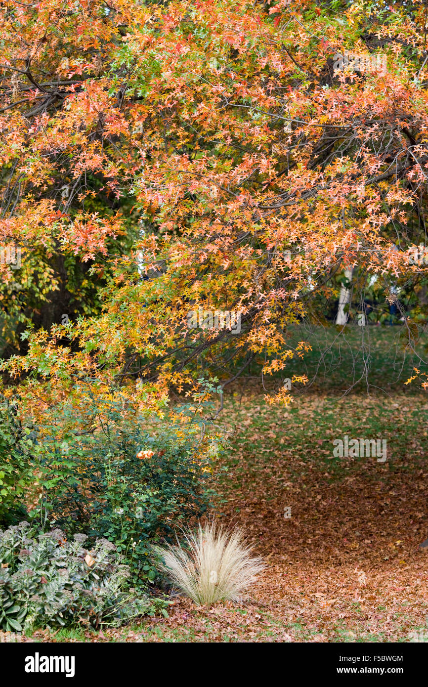Changing tree in the Fall/Autumn in England Stock Photo - Alamy