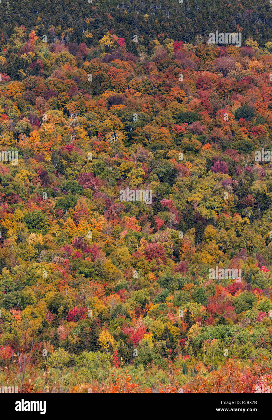 New england fall trees hi-res stock photography and images - Alamy