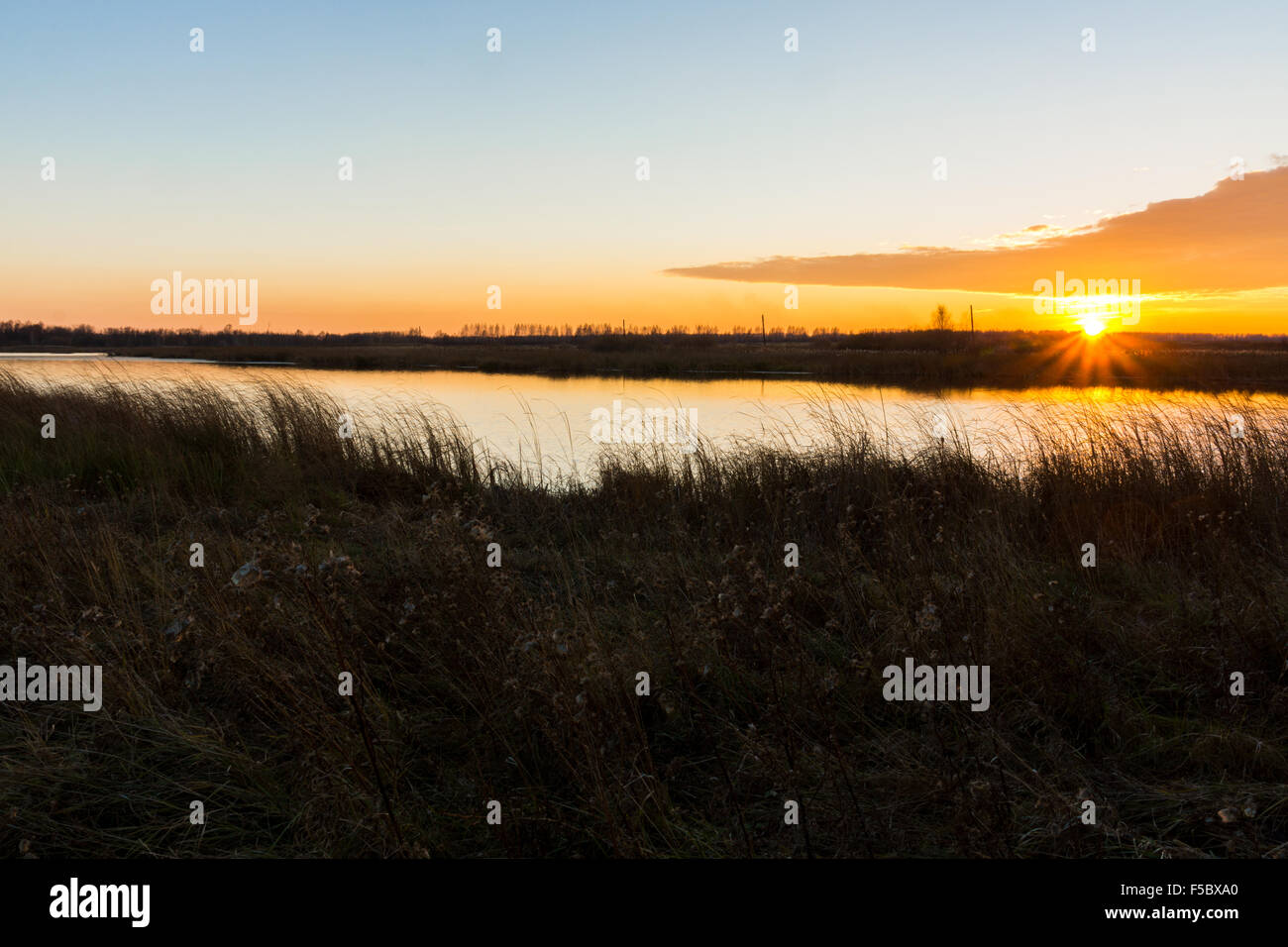 The photo shows a field, tree planting and road Stock Photo - Alamy