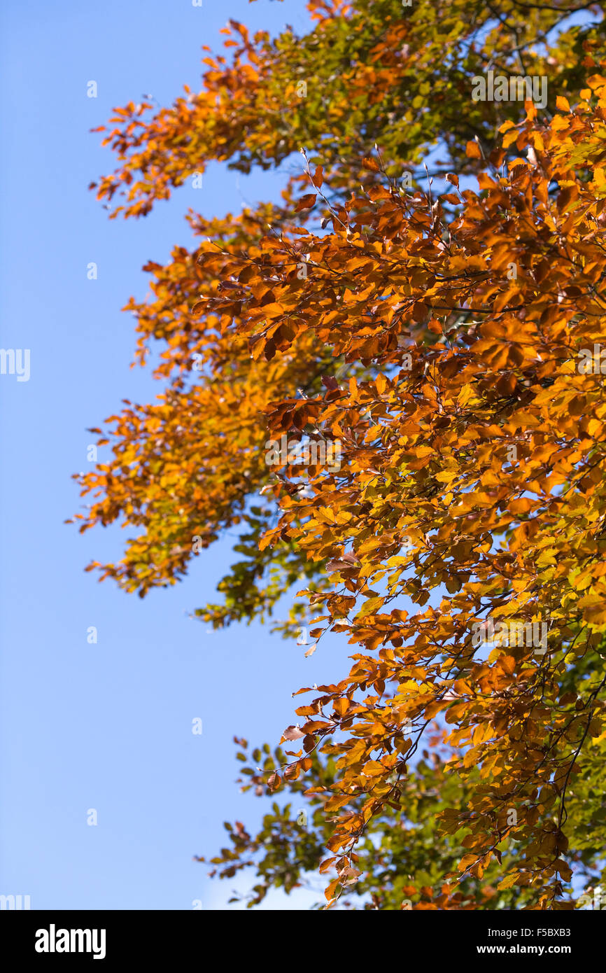 Changing tree in the Fall/Autumn in England Stock Photo - Alamy