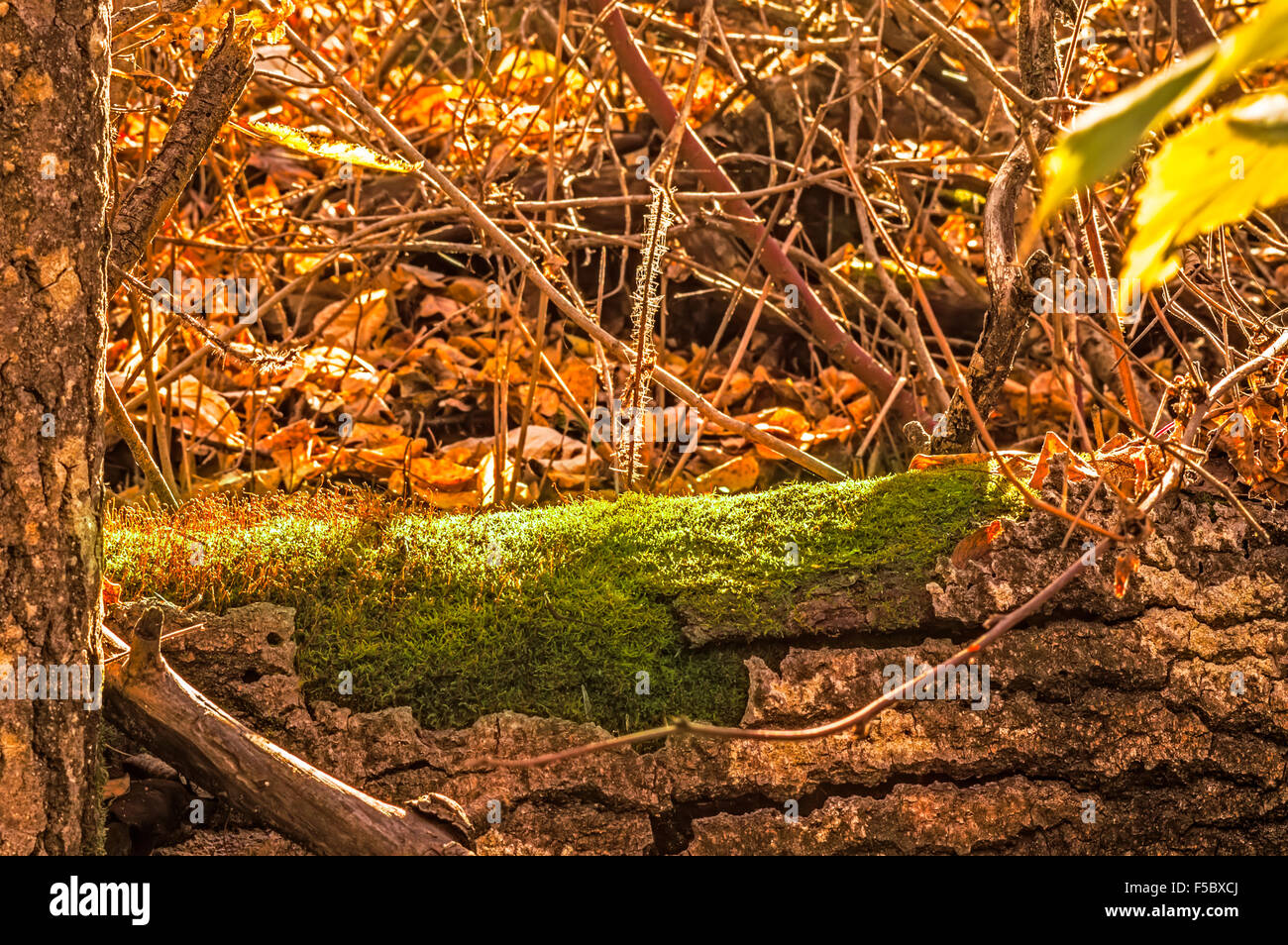 Log and moss hi-res stock photography and images - Alamy