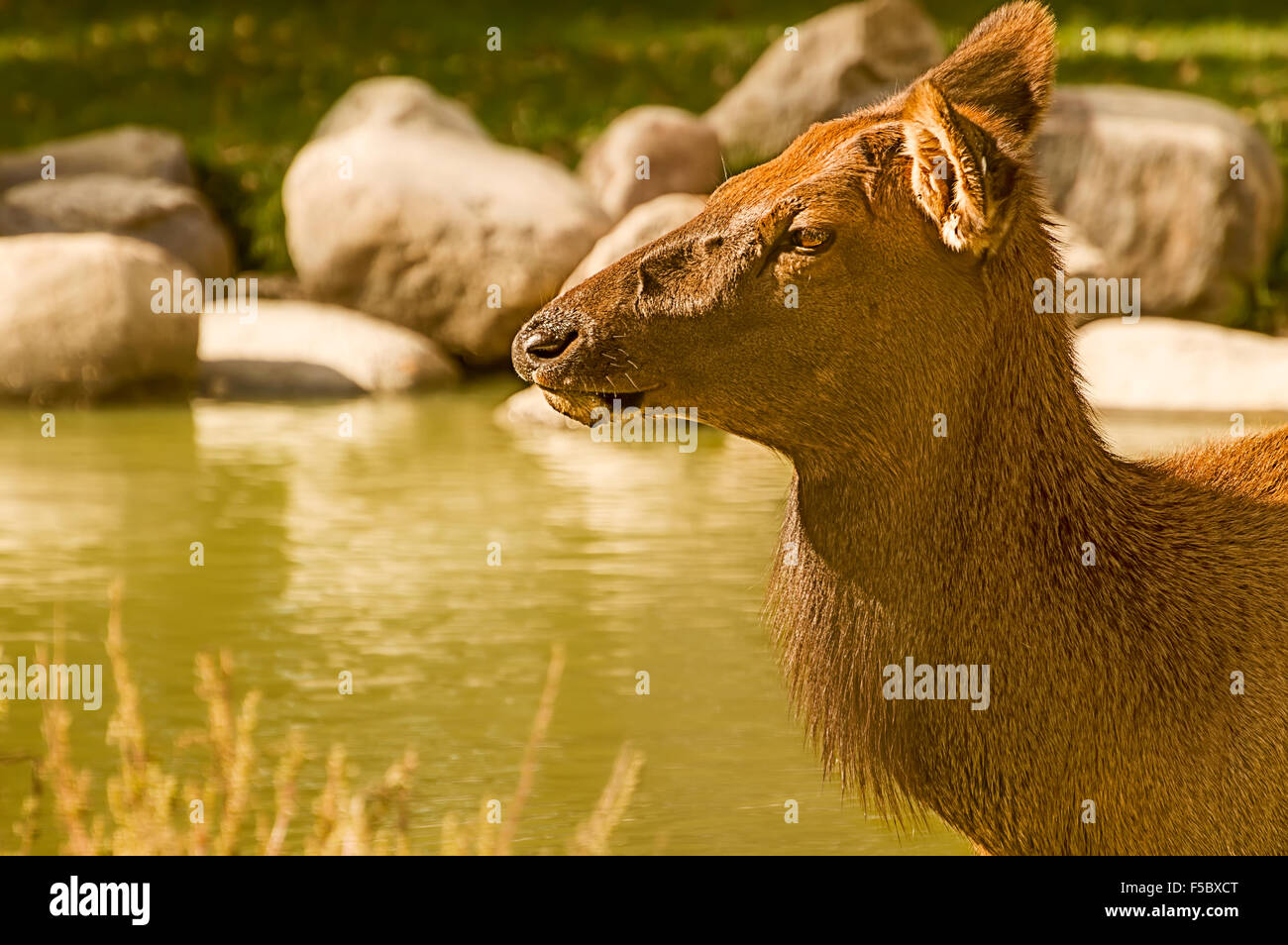 A close-up of a female elk, enjoying the cool water during the ...