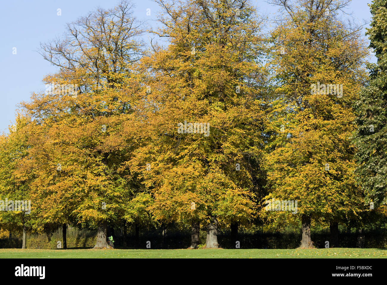 Silver maple Acer saccharinum Autumn Colors Stock Photo - Alamy