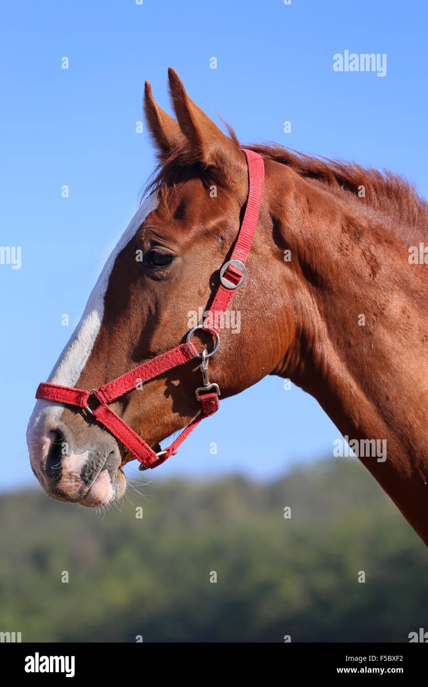 Side view head shot of a beautiful young chestnut mare Stock Photo - Alamy