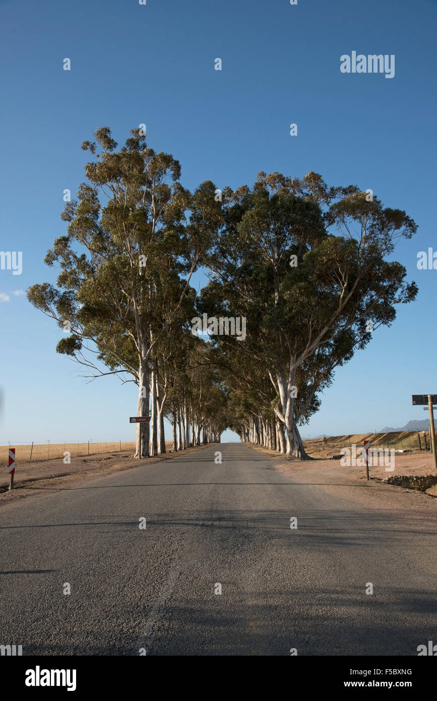 Gum Gum Trees High Resolution Stock Photography and Images - Alamy