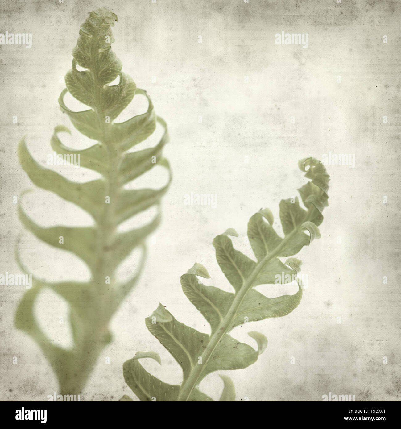 textured old paper background with fern leaf unfurling Stock Photo - Alamy