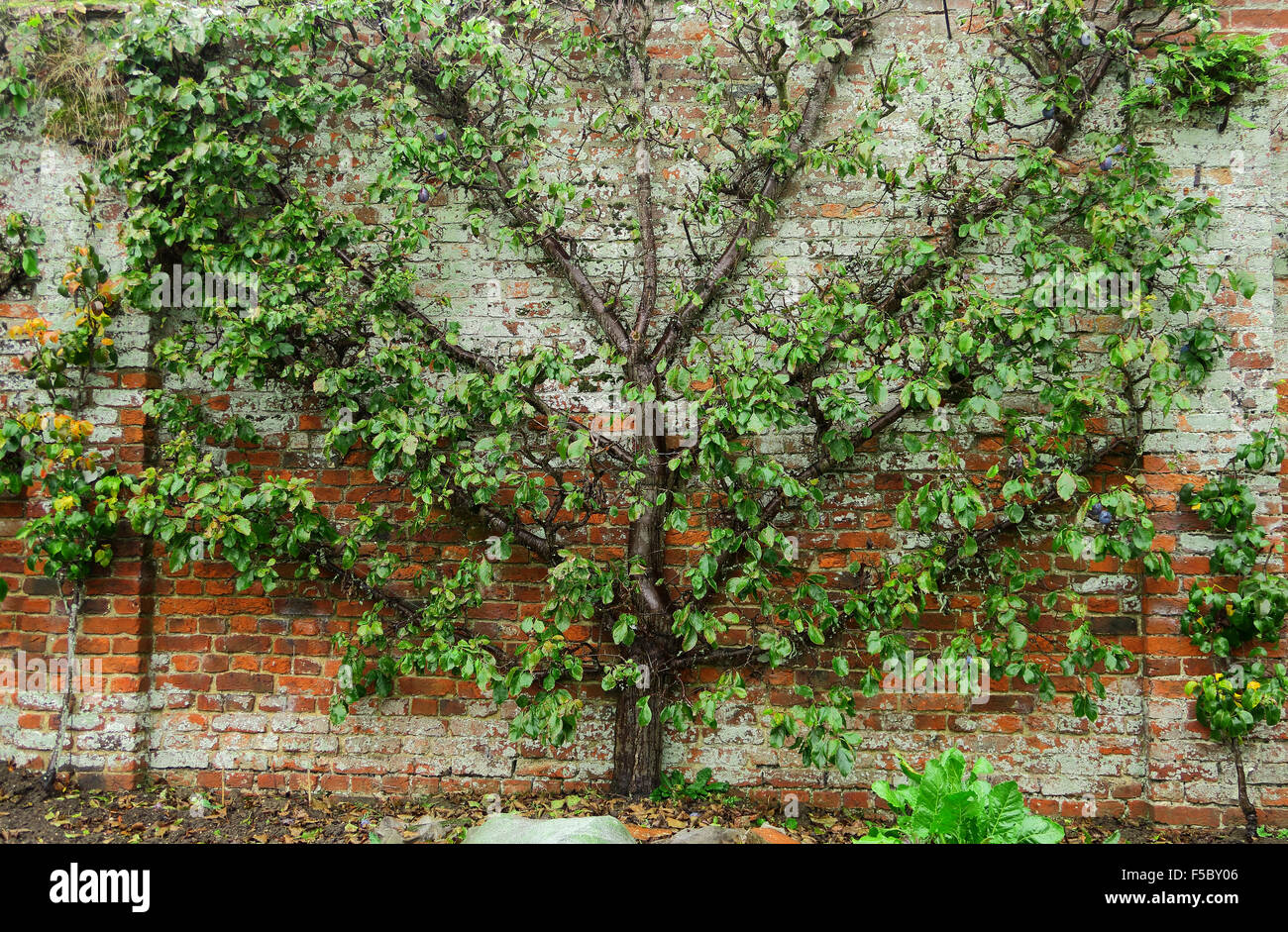 Growing flat against a wall hi-res stock photography and images - Alamy
