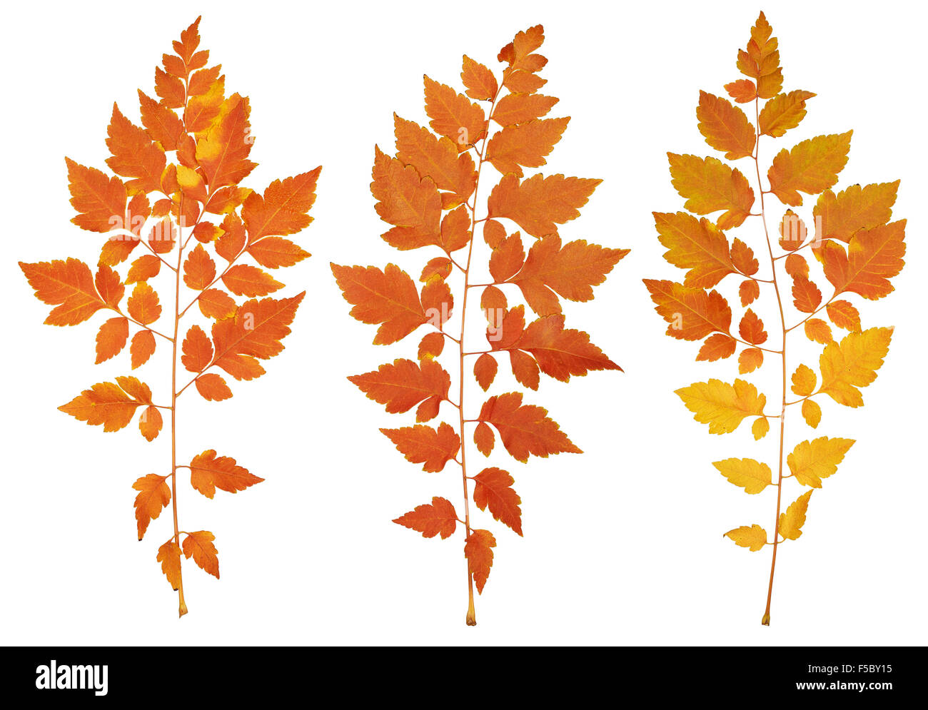 autumn leaves collection, object set isolated on white Stock Photo - Alamy