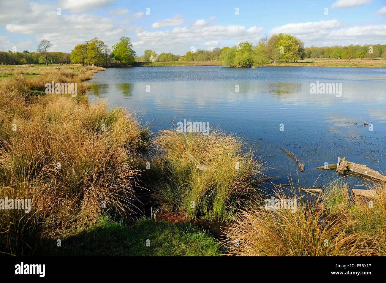 Lake in Richmond Park on a sunny day early spring, London England Stock ...