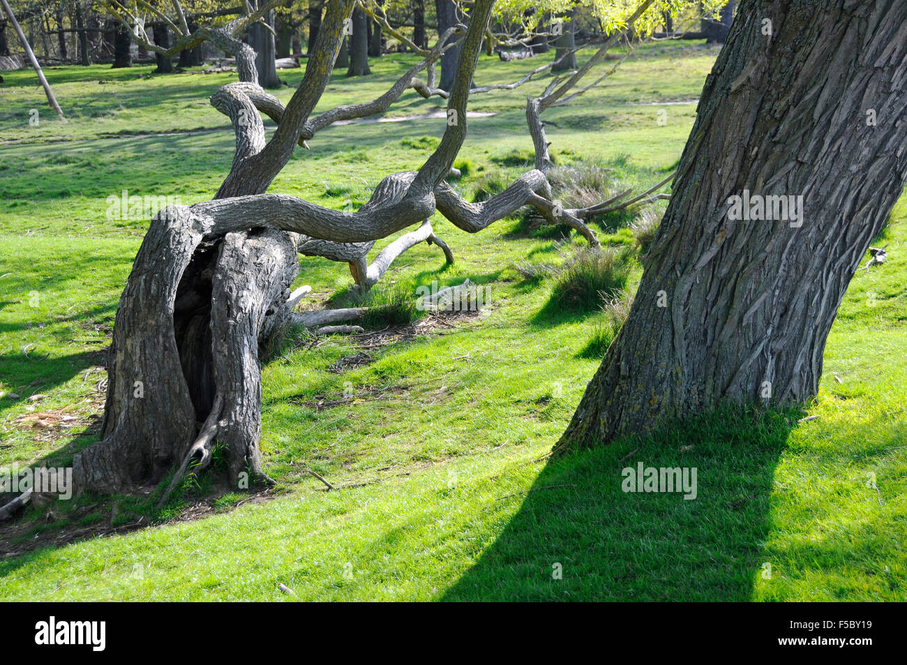 Fallen down tree green grass light and shade in Richmond Park, London ...