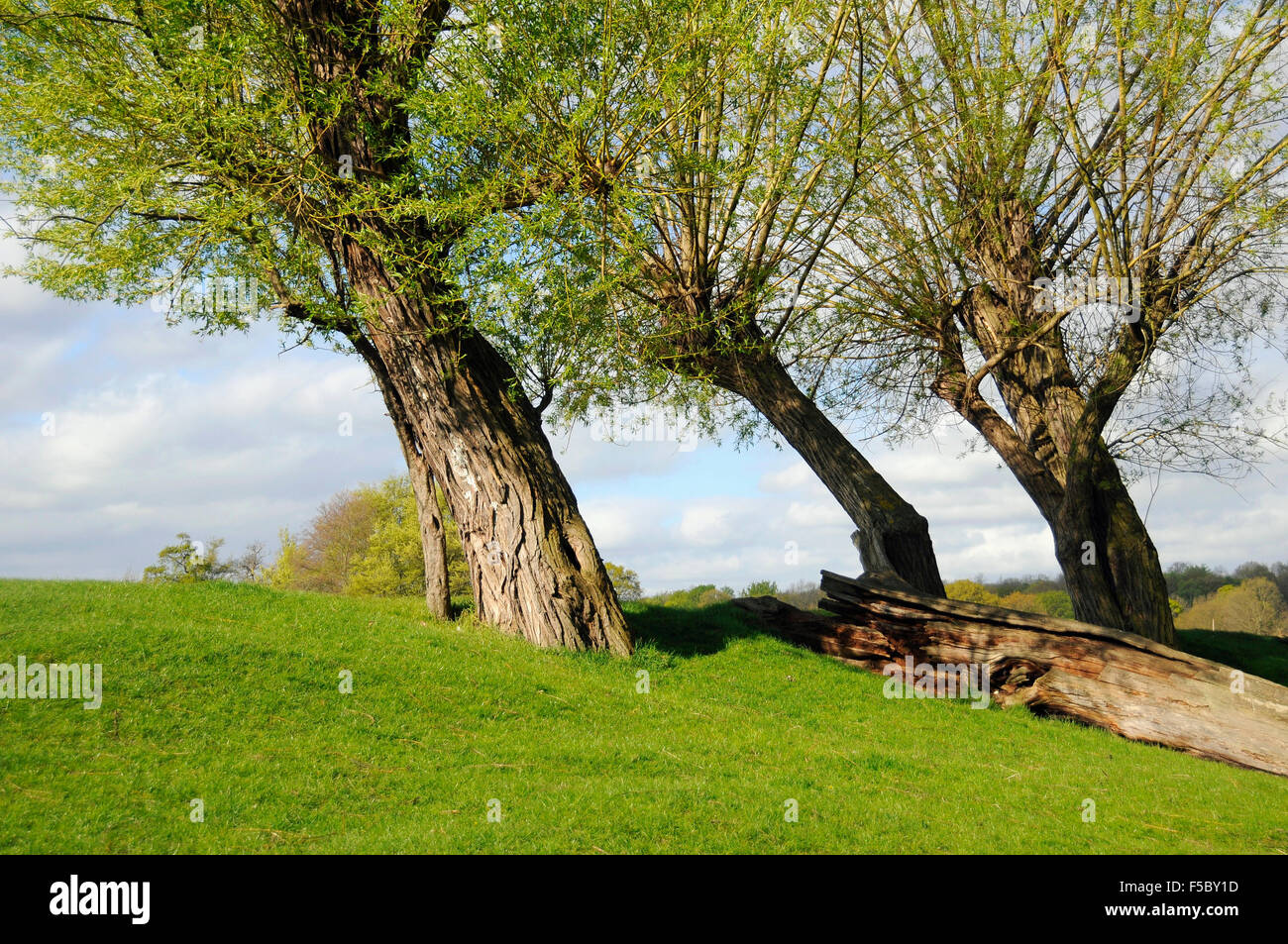 Willow tree bark hi-res stock photography and images - Alamy