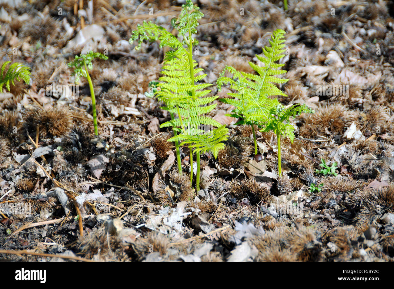 Dry ferns hi-res stock photography and images - Alamy