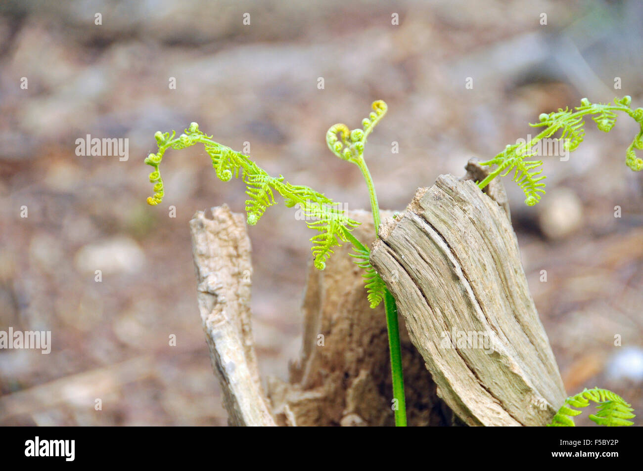 Young little small wood ferns unfurling growing sprouting on a tree ...