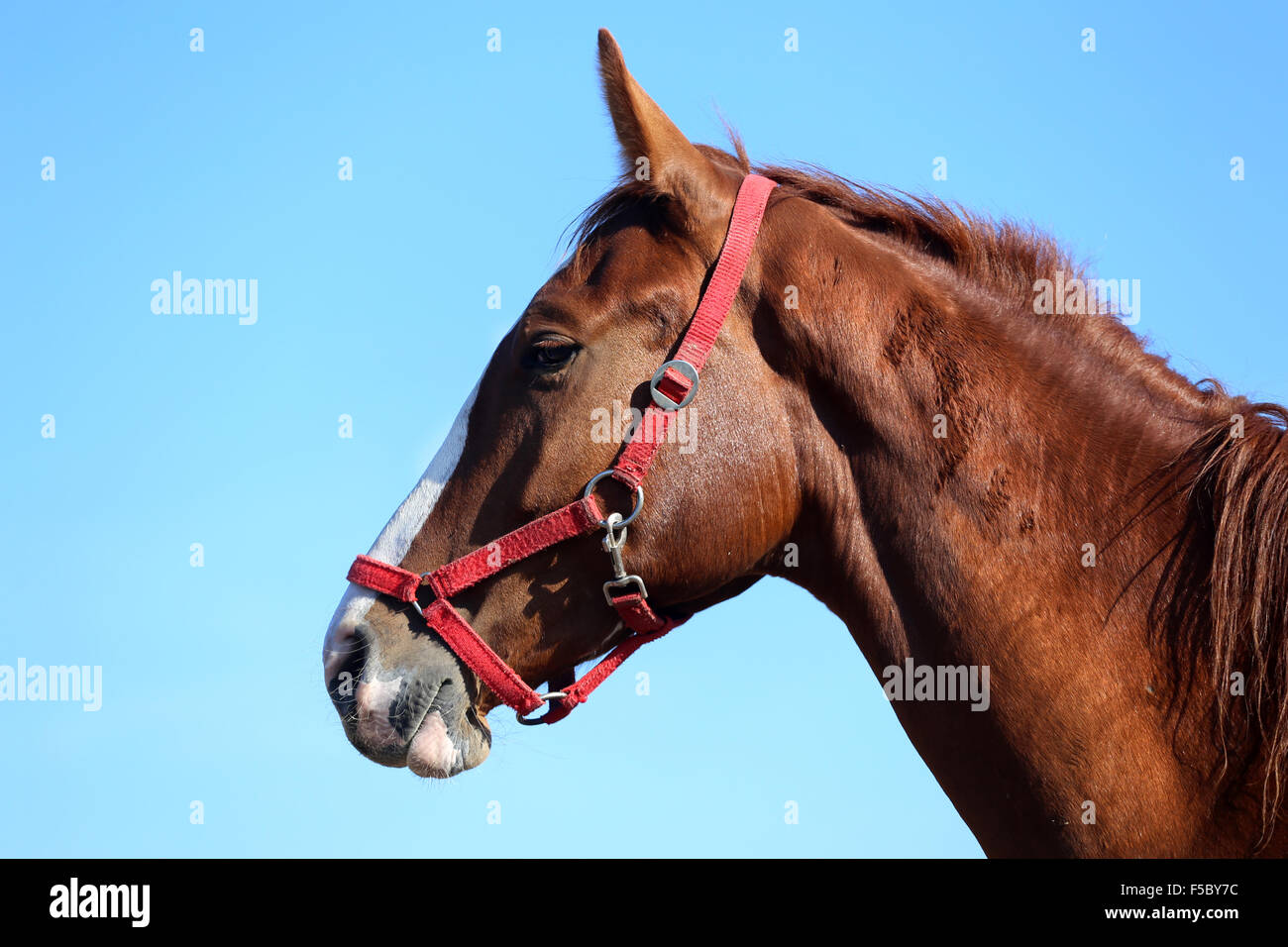 Side view head shot of a beautiful young chestnut mare Stock Photo - Alamy