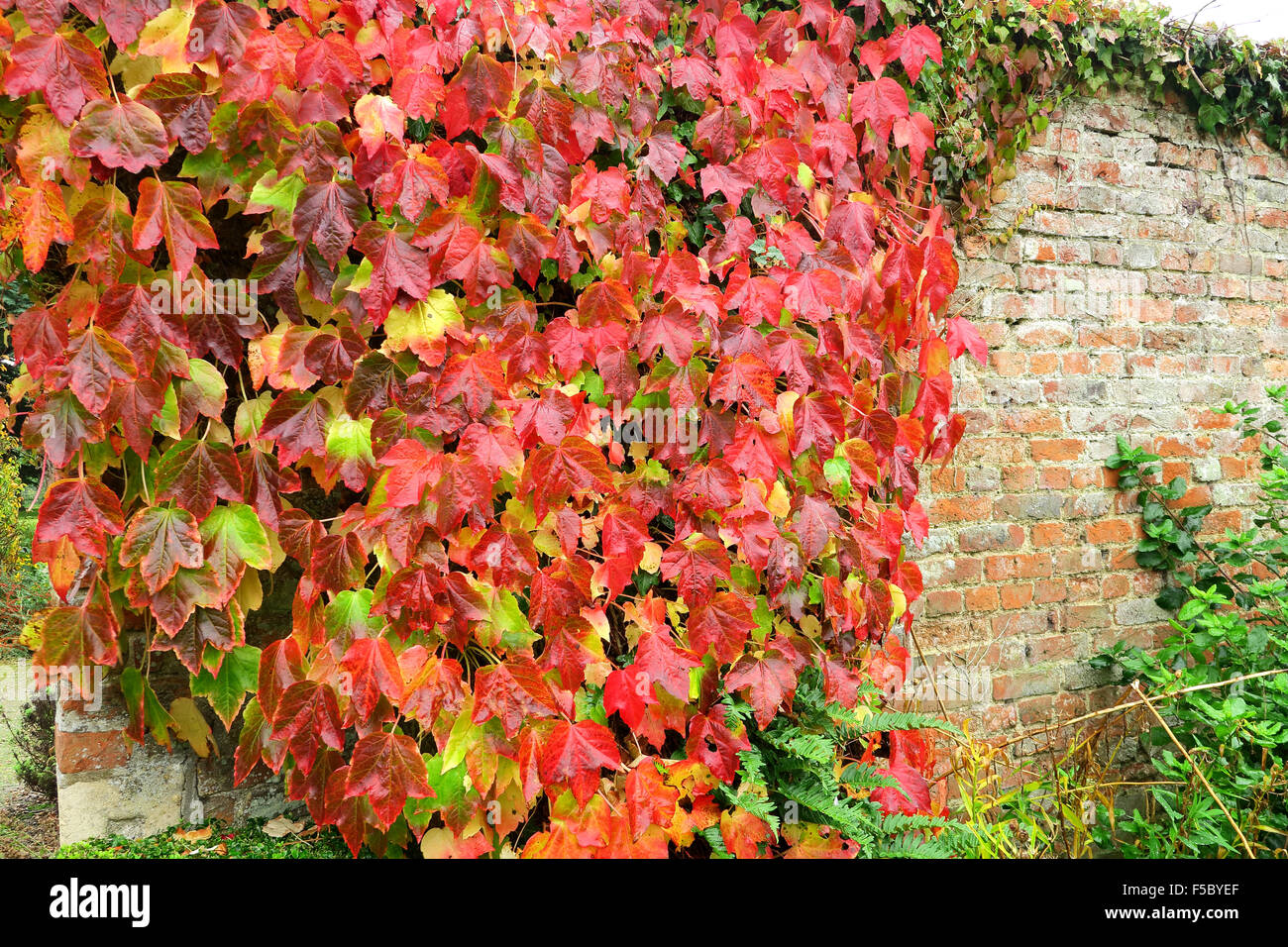 A wall of leaves showing the beautiful colours of Autumn Stock Photo ...