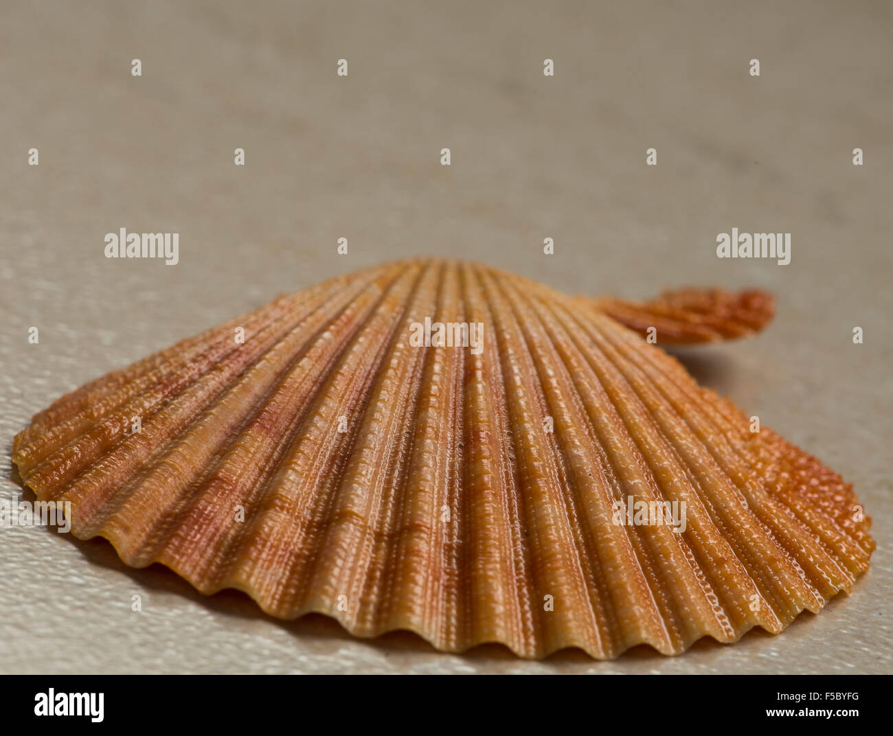 Seashell ridges hi-res stock photography and images - Alamy