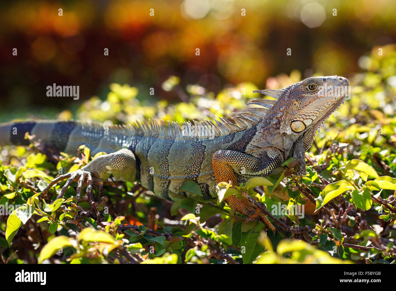 Close-up of a male Green Iguana in it's natural habitat Stock Photo - Alamy