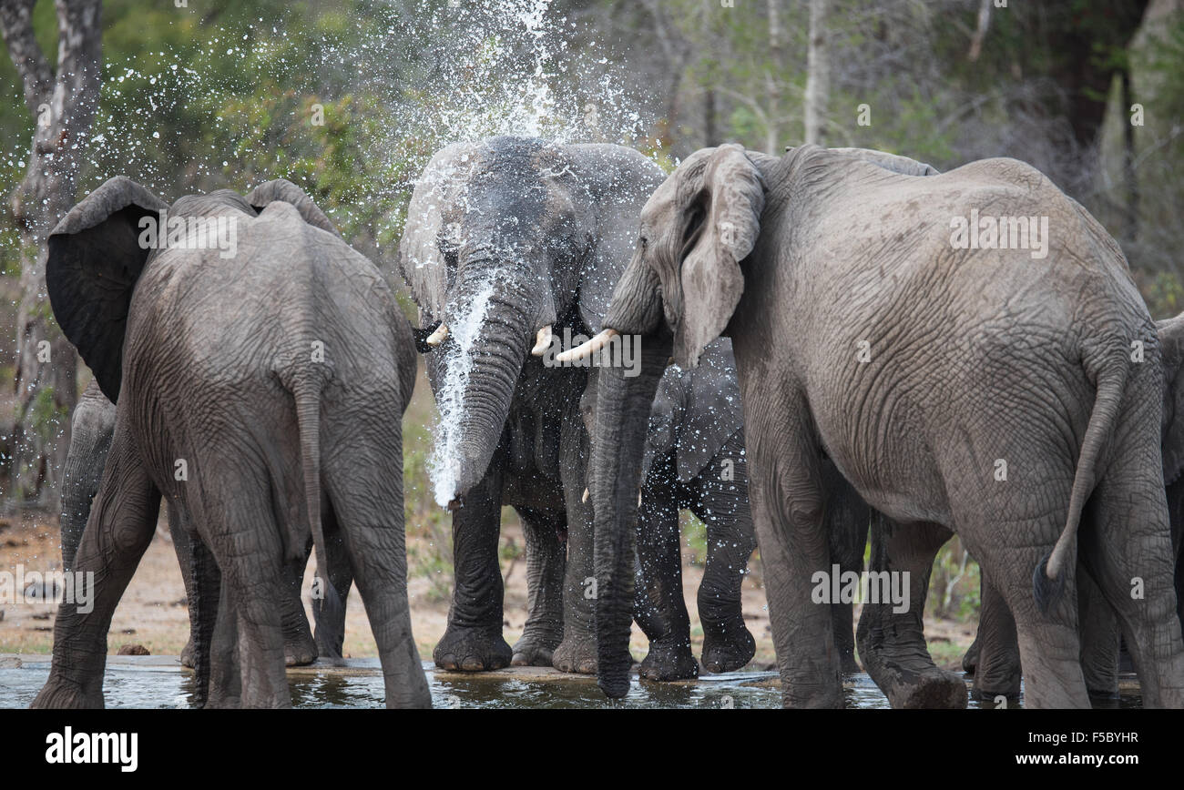 Elephant splashing itself with water in amongst the herd Stock Photo ...