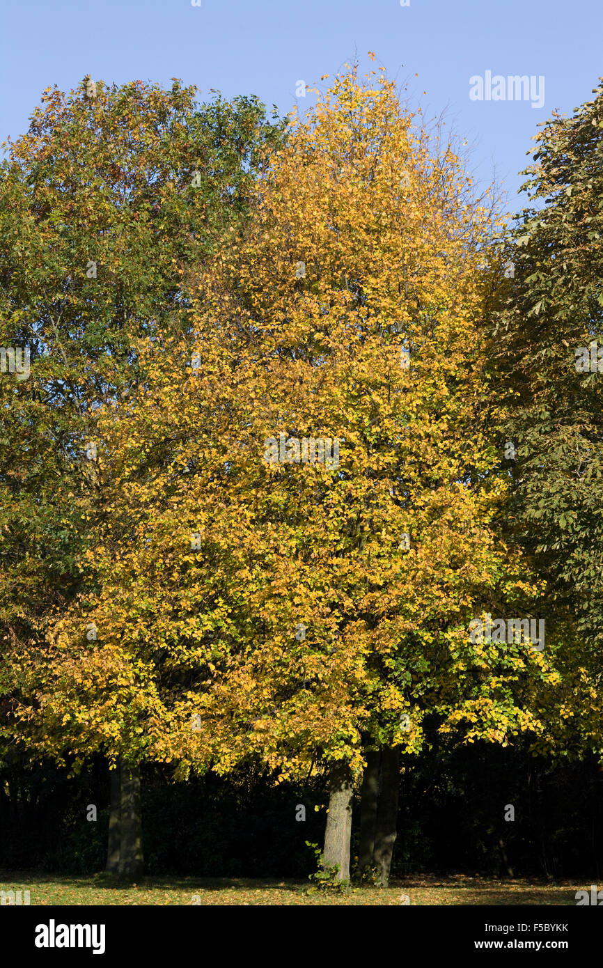 Silver maple Acer saccharinum Autumn Colors Stock Photo - Alamy