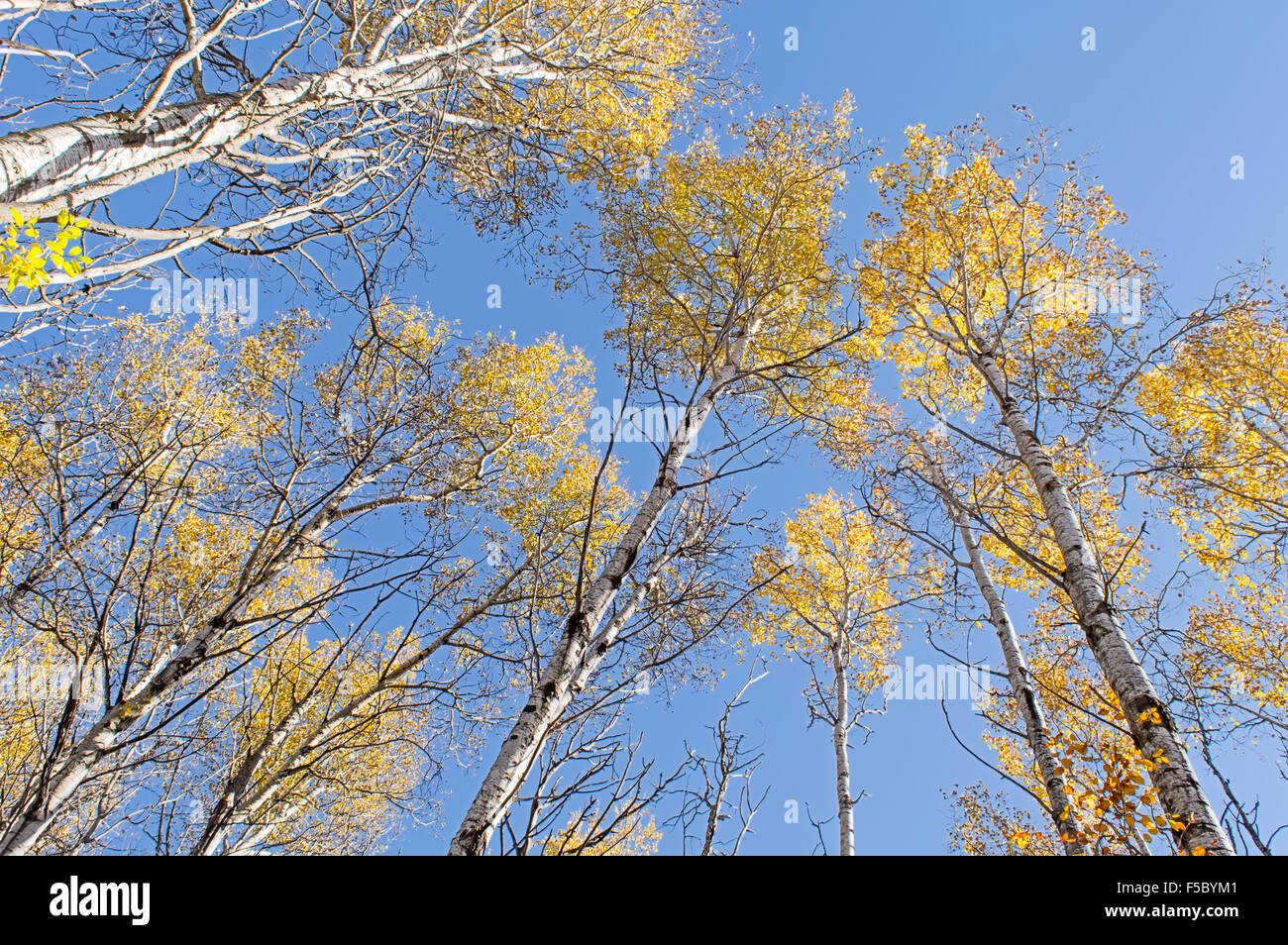 Lush birch forest towering trees hi-res stock photography and images ...