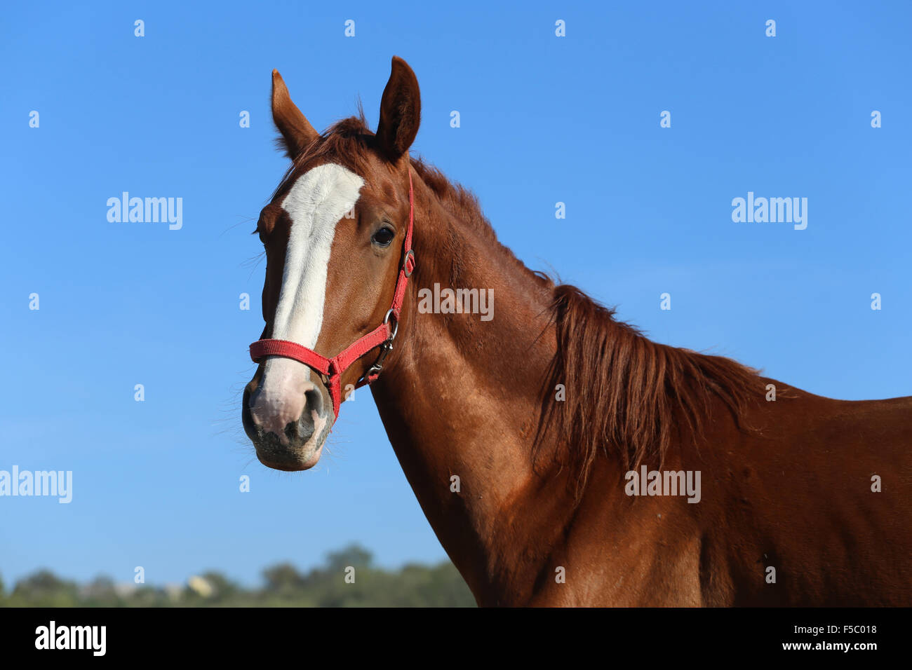 Side view head shot of a beautiful young chestnut mare Stock Photo - Alamy