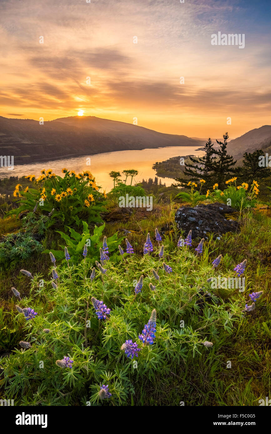 Lupine and balsamroot at Rowena Crest, Oregon, with sunrise over the ...