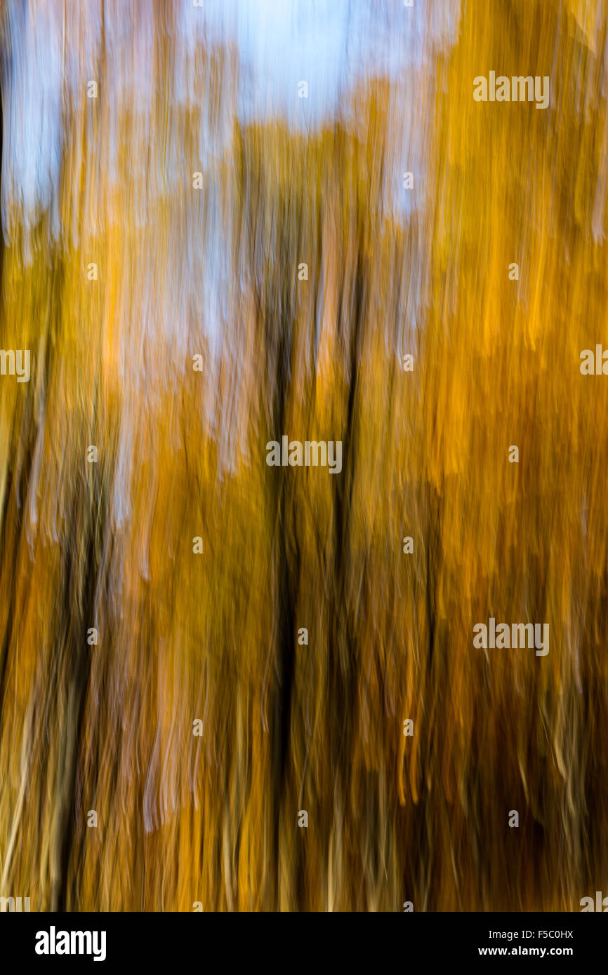 Abstract autumn forest hi-res stock photography and images - Alamy