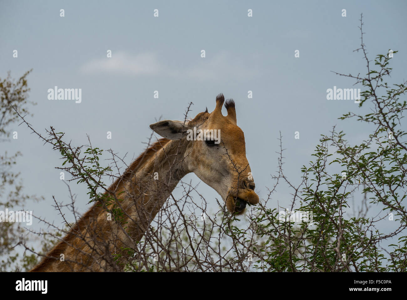 Female giraffe hi-res stock photography and images - Alamy