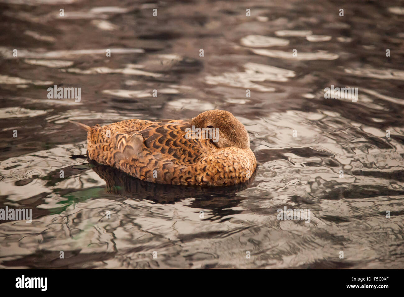 Duck nap hi-res stock photography and images - Alamy