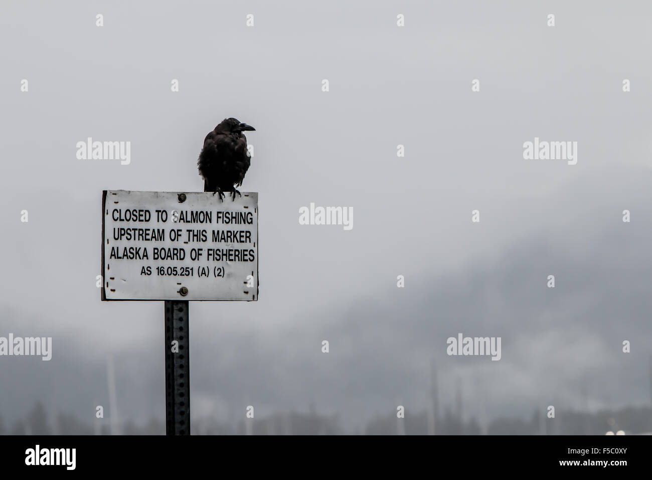 Perched Raven on a "No Salmon Fishing" sign in Alaska Stock Photo - Alamy