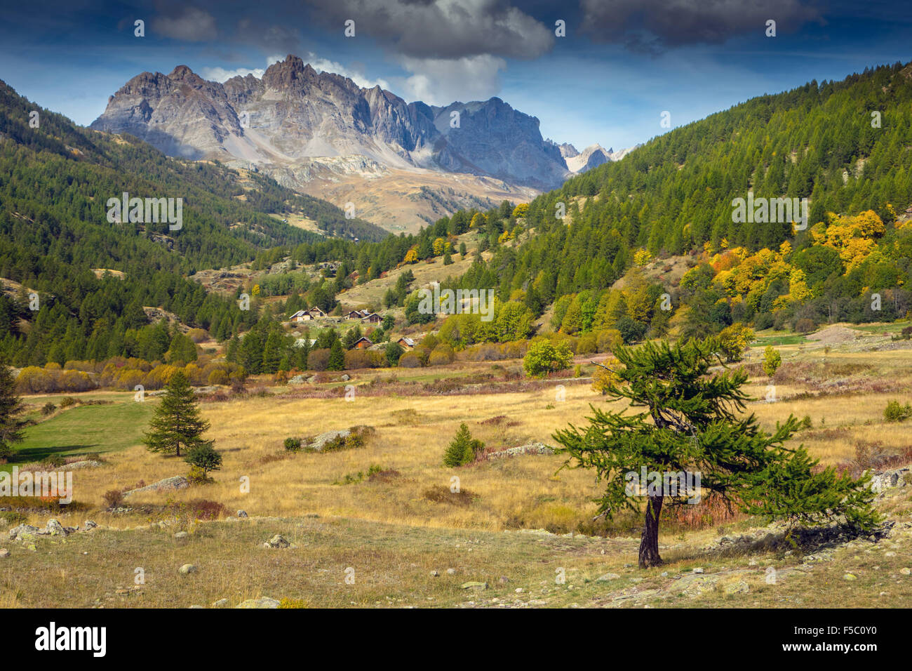 Maritime Pine Trees And France Stock Photos & Maritime Pine Trees And ...