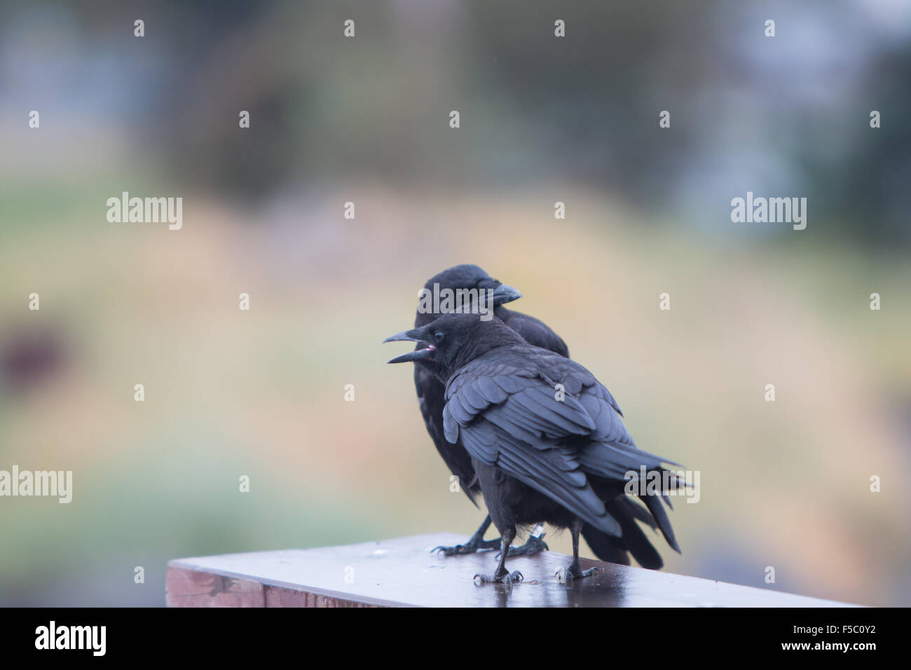 Alaska common raven bird hi-res stock photography and images - Alamy