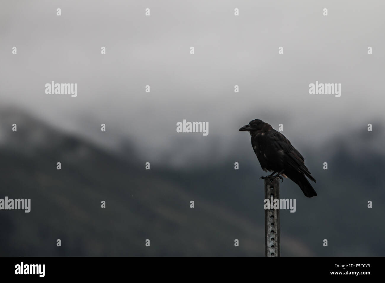 Alaska raven hi-res stock photography and images - Alamy