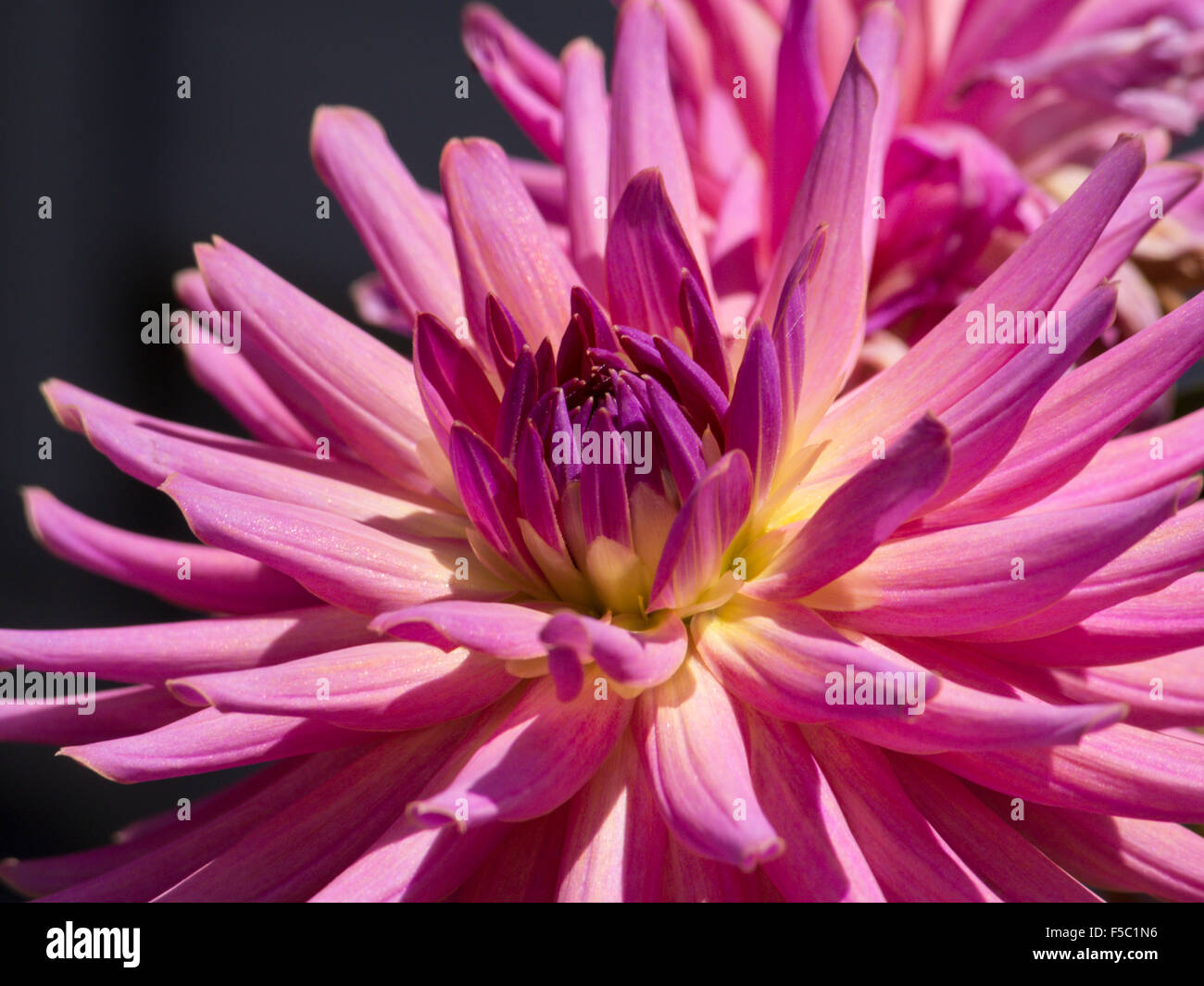 Big dahlia flower in bloom hi-res stock photography and images - Alamy