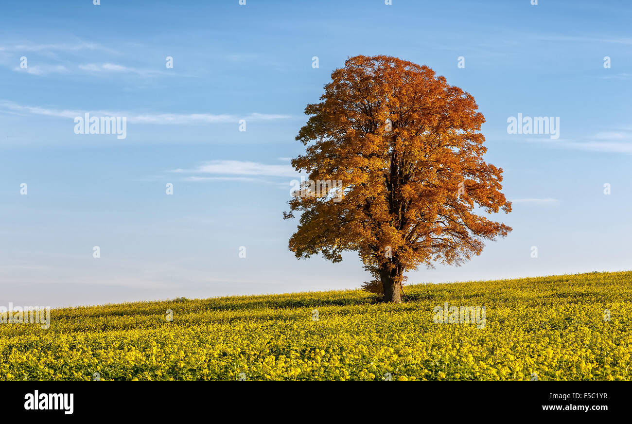 Solitary large tree hi-res stock photography and images - Alamy