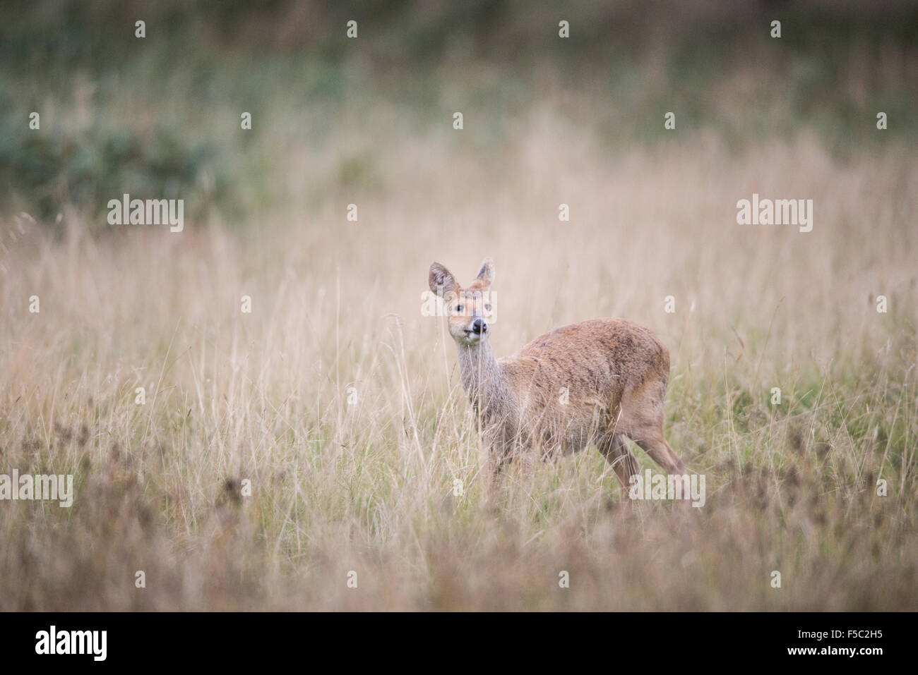 Chinese water deer (Hydropotes inermis Stock Photo - Alamy