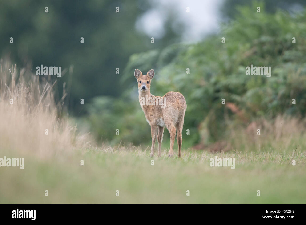 Chinese water deer (Hydropotes inermis Stock Photo - Alamy