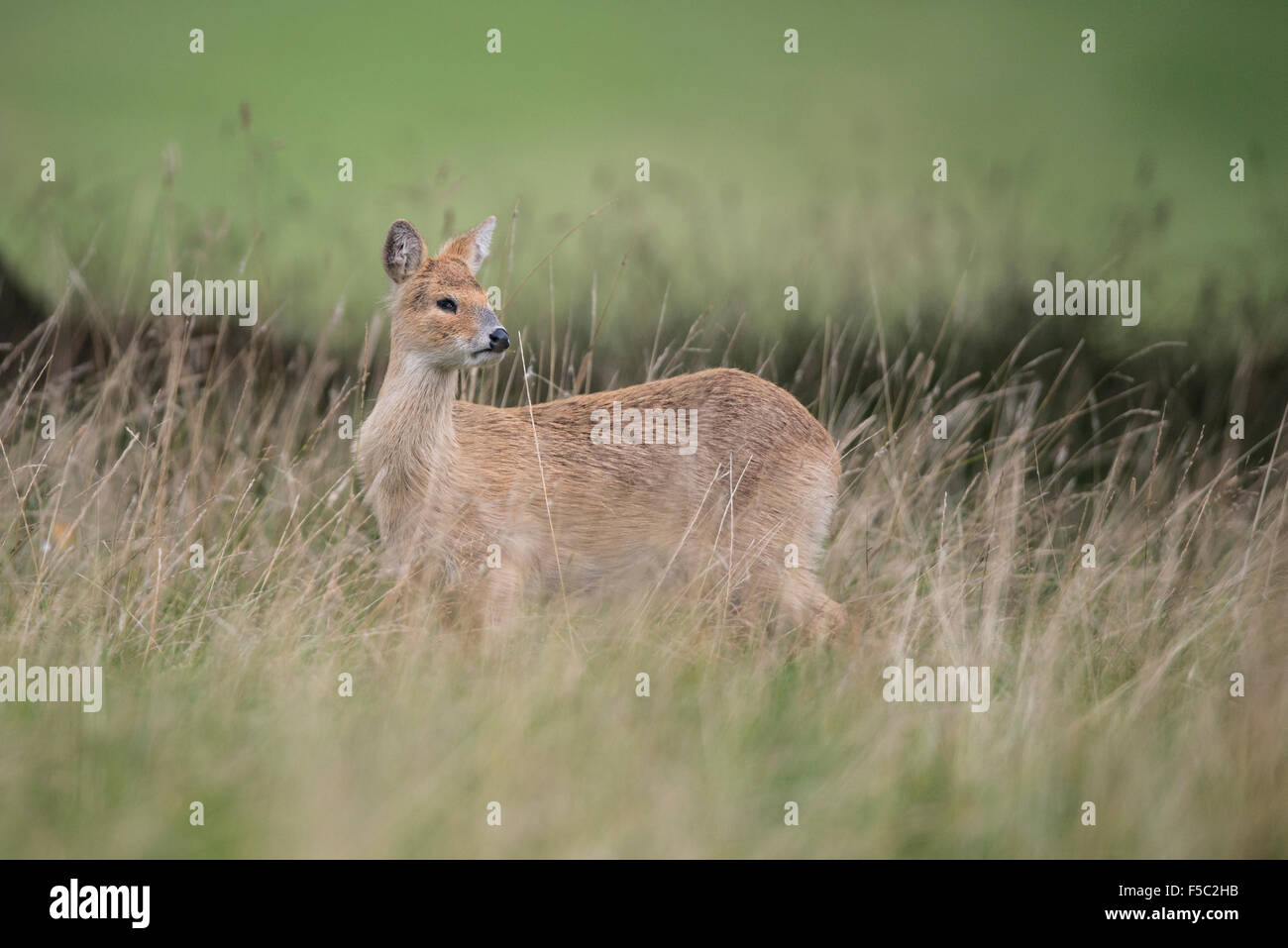 Chinese water deer (Hydropotes inermis Stock Photo - Alamy