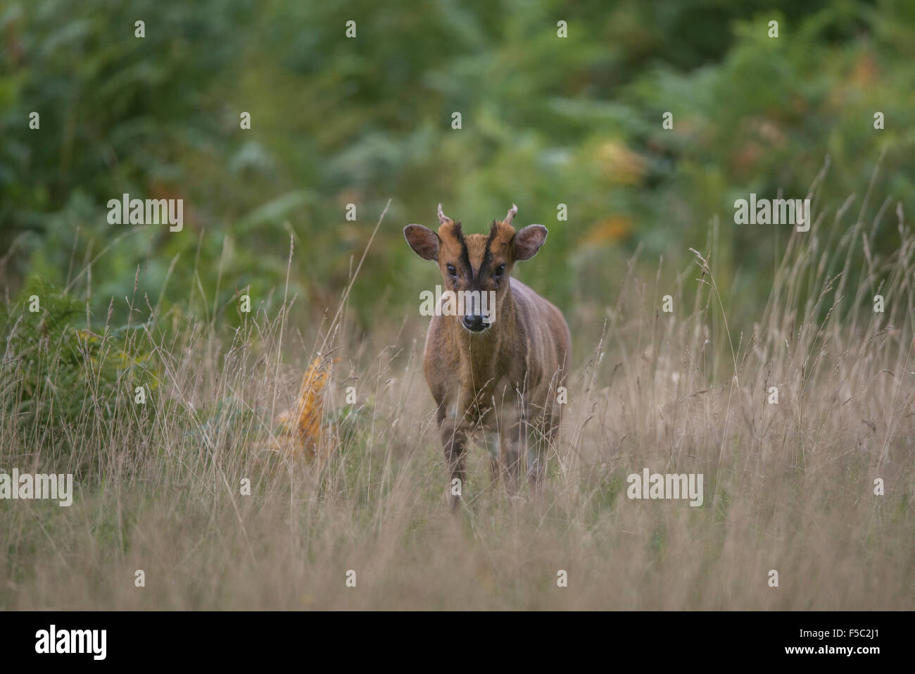 Reevess muntjac hi-res stock photography and images - Alamy