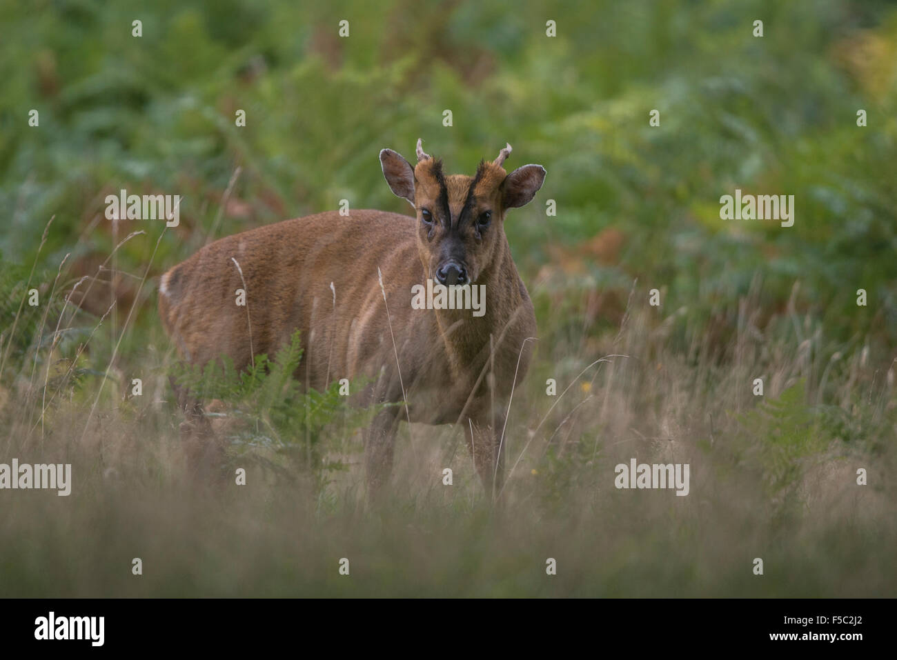 Solitary muntjac hi-res stock photography and images - Alamy