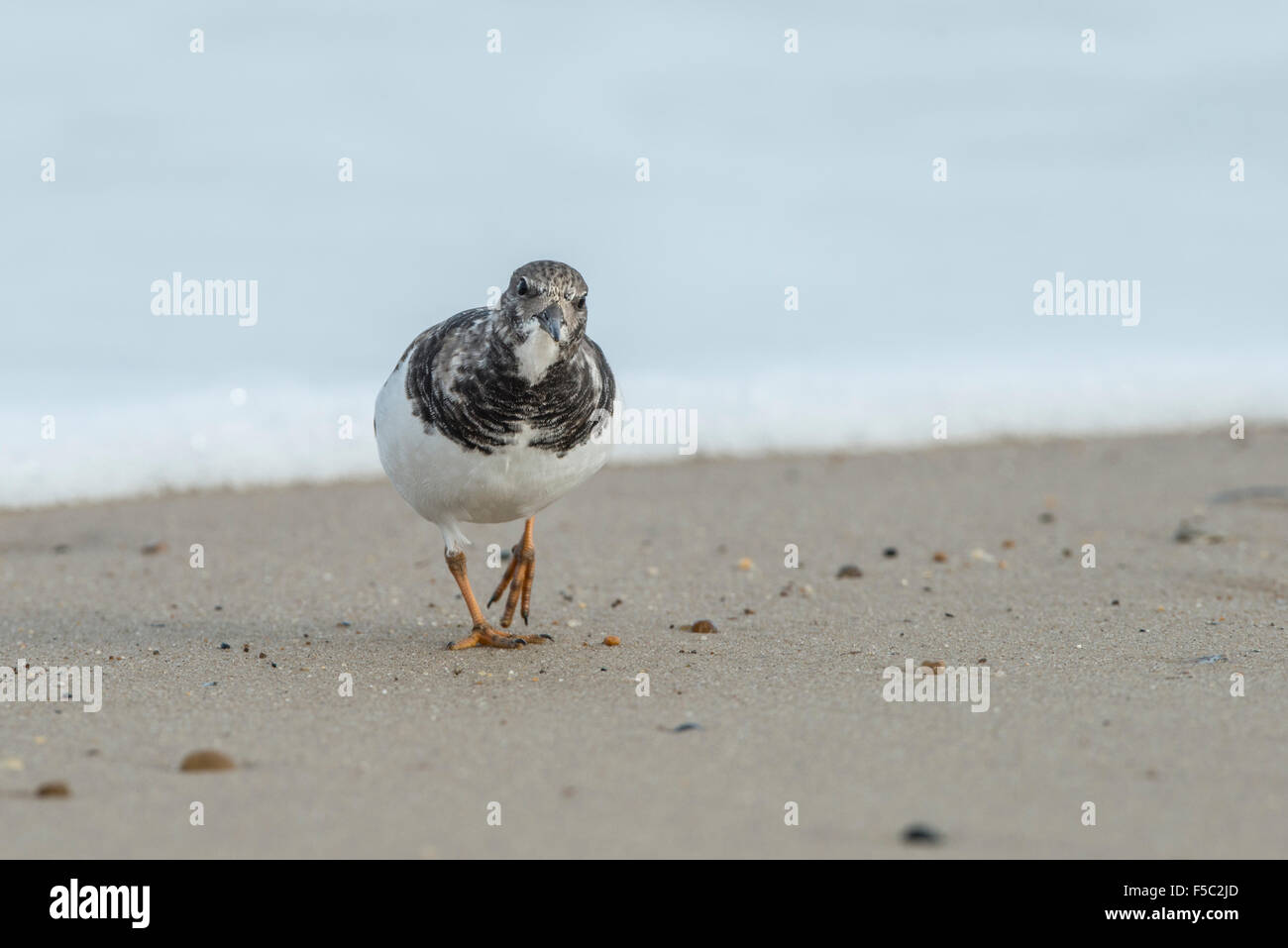 Turnstone (Arenaria interpres Stock Photo - Alamy