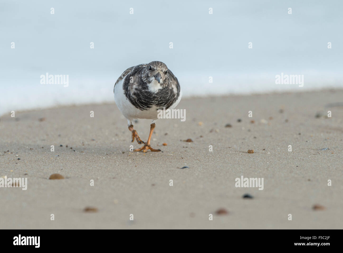 Turnstone arenaria interpres wildlife hi-res stock photography and ...