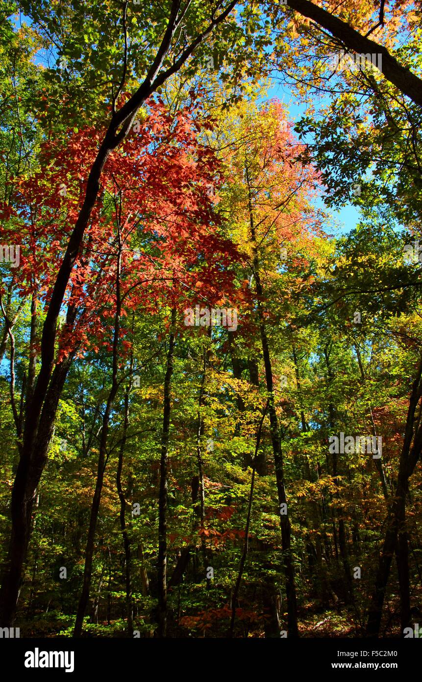Autumn fall leaves on the trees in the forest woods Stock Photo - Alamy