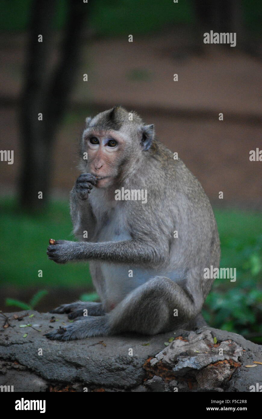 Adolescent Longtail Macaque Monkey eating in the wild in Phnom Penh ...