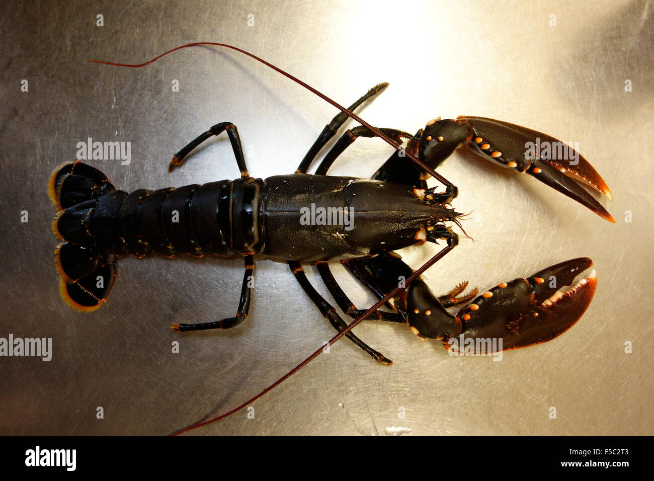 Alive lobster on a metal surface Stock Photo - Alamy
